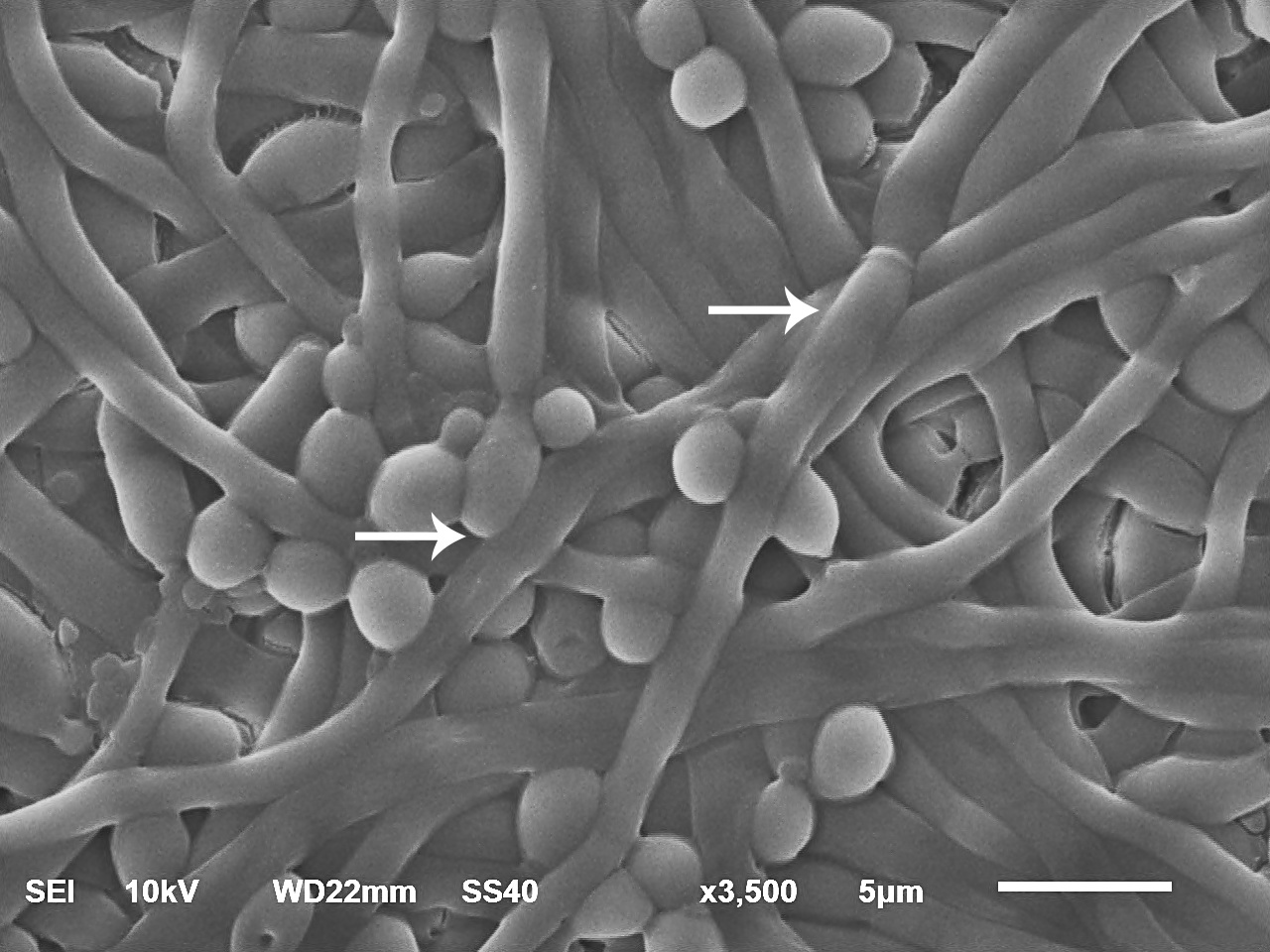 กองระบบและบริหารข้อมูลเชิงยุทธศาสตร์ด้านวิทยาศาสตร์ วิจัยและนวัตกรรม